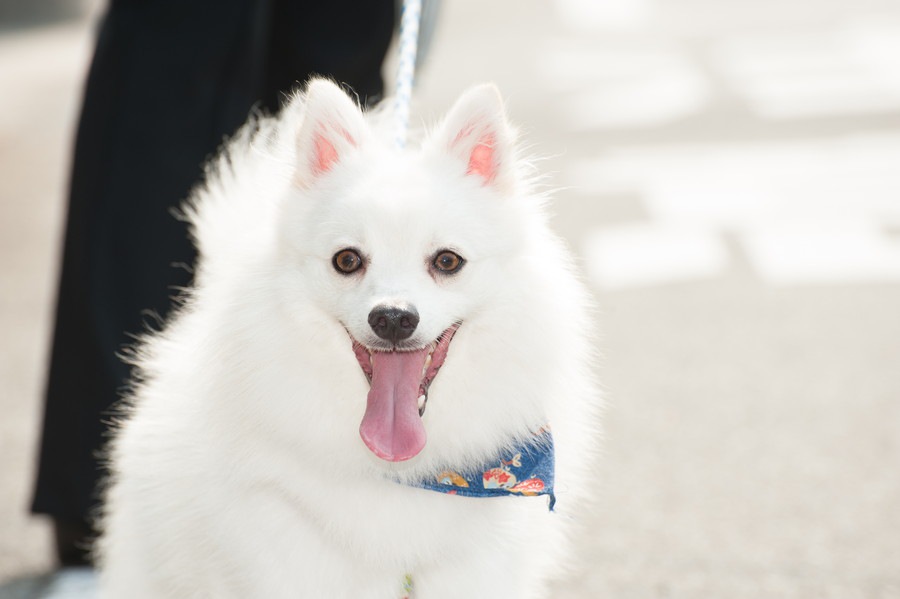 Japanese Spitz Dog Breed Information and Characteristics | Japanese Dog ...