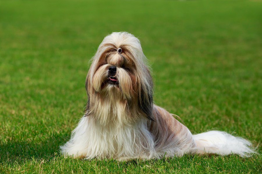 Shih Tzu Dog Breed Information and Characteristics | Japanese Dog ...