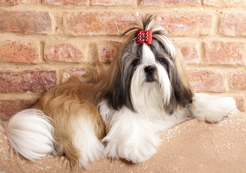 Shih Tzu Dog Breed Information and Characteristics | Japanese Dog ...