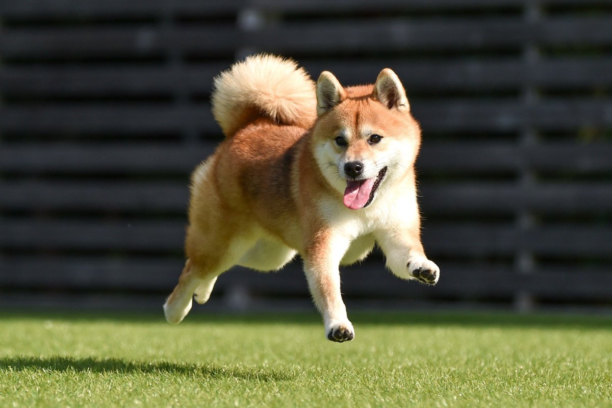 Shiba Inu Dog Breed Information and Characteristics | Japanese Dog ...