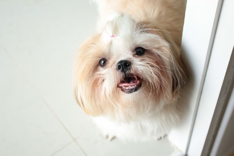 Shih Tzu Dog Breed Information and Characteristics | Japanese Dog ...