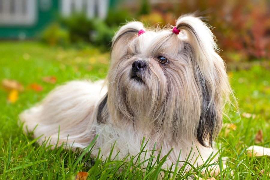Shih Tzu Dog Breed Information and Characteristics | Japanese Dog ...