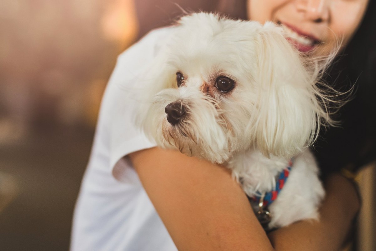 Shih Tzu Dog Breed Information and Characteristics | Japanese Dog ...