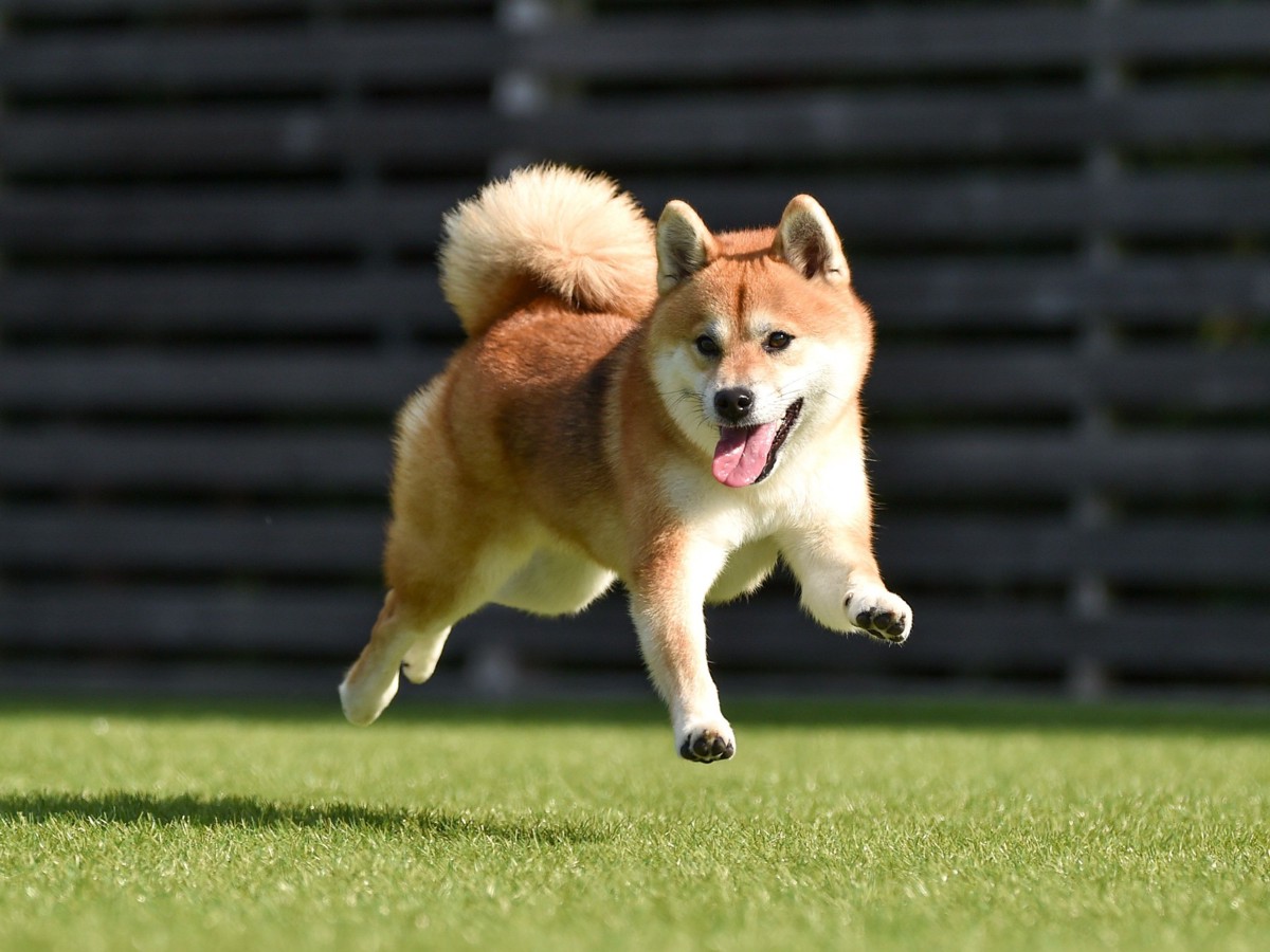 Shiba Inu Dog Breed Information and Characteristics | Japanese Dog ...