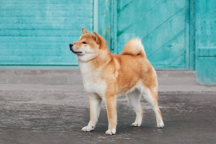 Shiba Inu Dog Breed Information and Characteristics | Japanese Dog ...