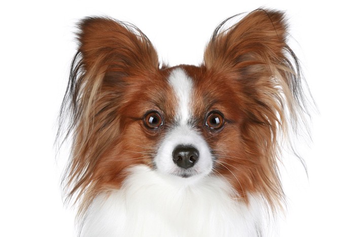 Papillon Dog Breed Information and Characteristics | Japanese Dog ...