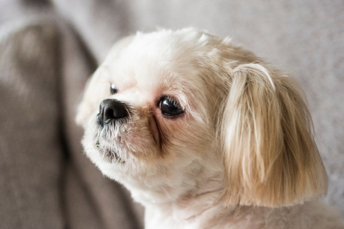 Shih Tzu Dog Breed Information and Characteristics | Japanese Dog ...