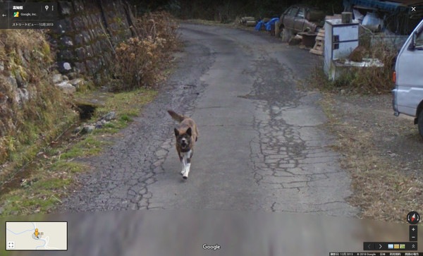 Googleストリートビューの車を追いかけてくる犬が可愛すぎる！ | わんちゃんホンポ