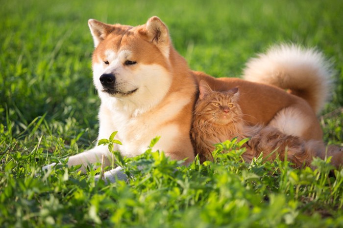 Akita Inu Dog Breed Information and Characteristics | Japanese Dog ...
