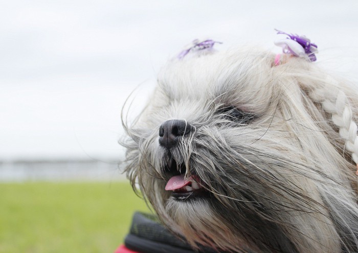 Lhasa Apso Dog Breed Information and Characteristics | Japanese Dog ...