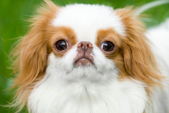 Japanese Chin Dog Breed Information and Characteristics | Japanese Dog ...