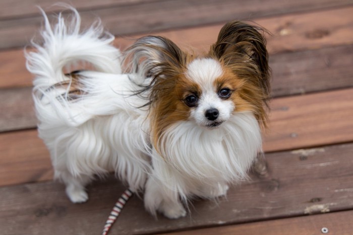 Papillon Dog Breed Information and Characteristics | Japanese Dog ...